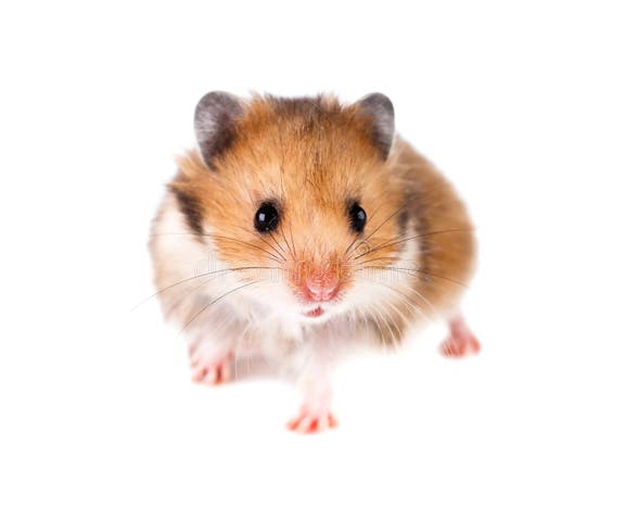 Hamster auf einem Weiß stockfoto. Bild von bild, haar - 73468534
