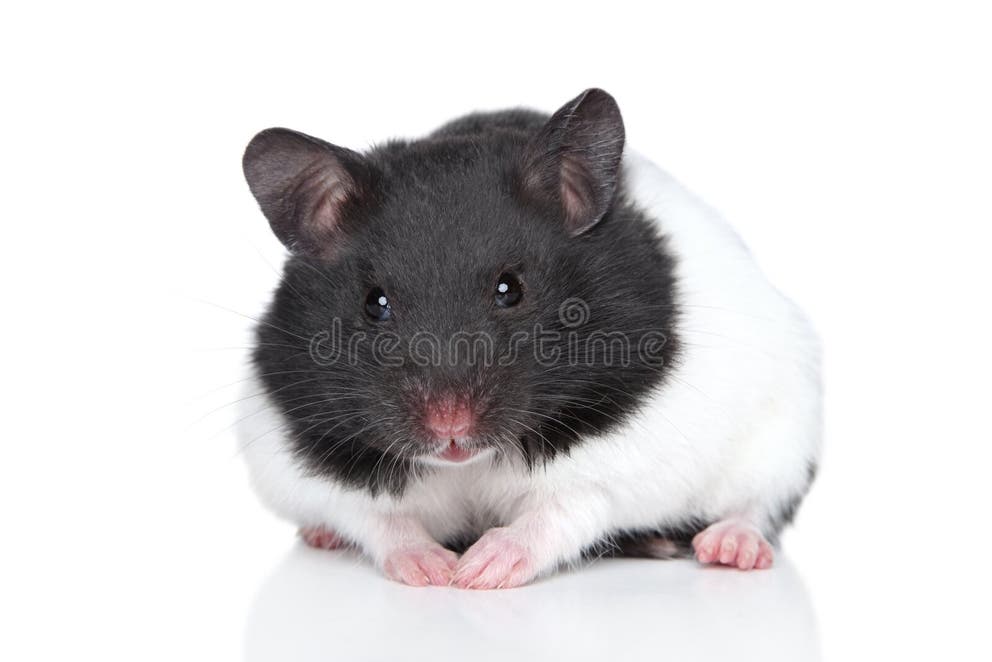 Hamster Auf Einem Weißen Hintergrund Stockfoto - Bild von studio, hintergrund: 28074302