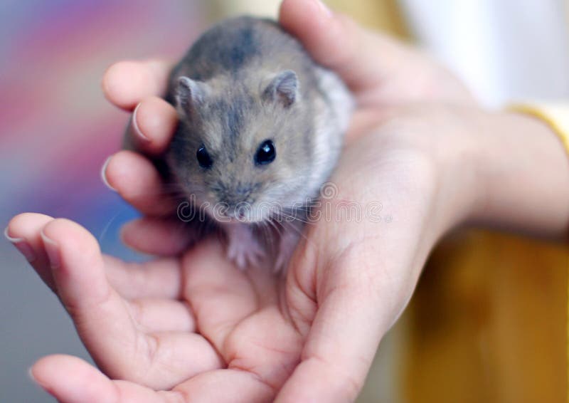 Hamster in Der Hand Hamster Halten Das Genick Stockfoto - Bild von ...