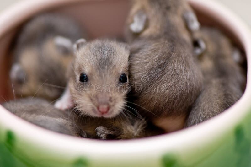 Hamster babies 13 stock photo. Image of nature, details - 5000220