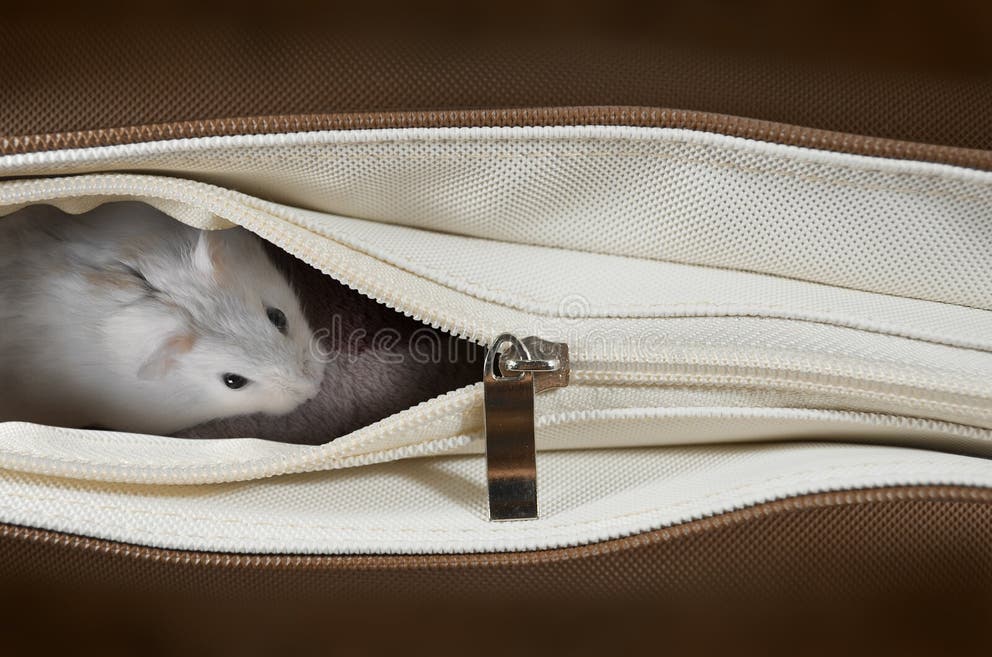 Hamster in a bag stock photo. Image of slide, furry, zipper - 30828322
