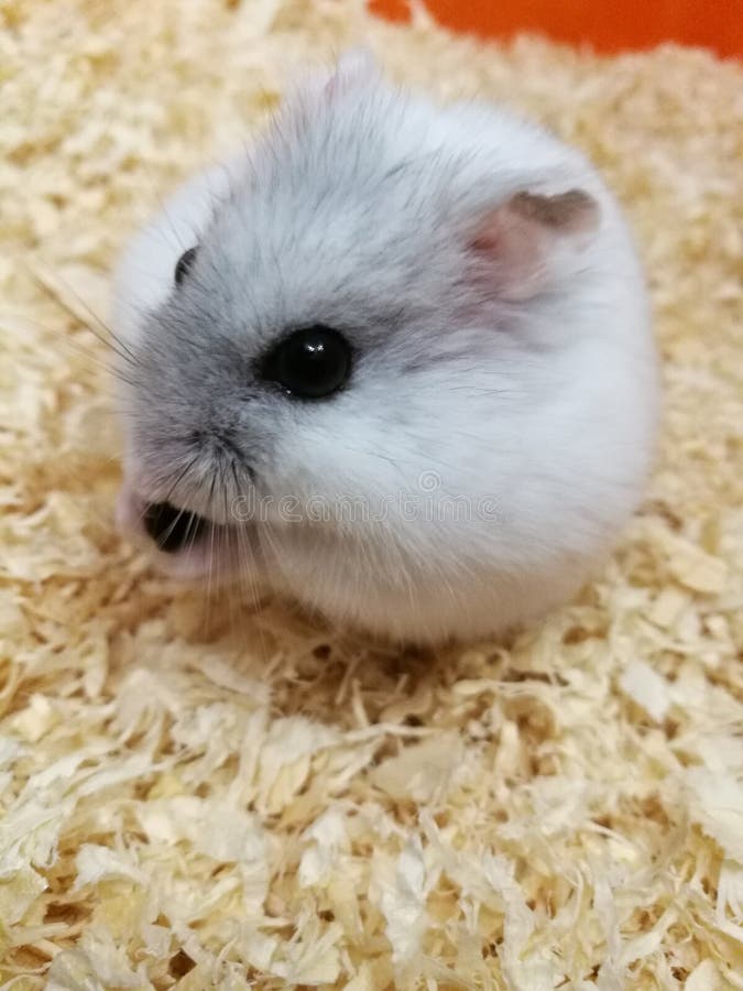 Hamster Bill stock image. Image of hamster, animal, bill - 103362367