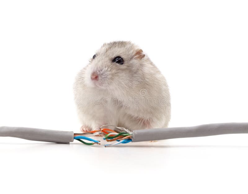 121 Ethernet Cable Broken Stock Photos - Free & Royalty-Free Stock ...