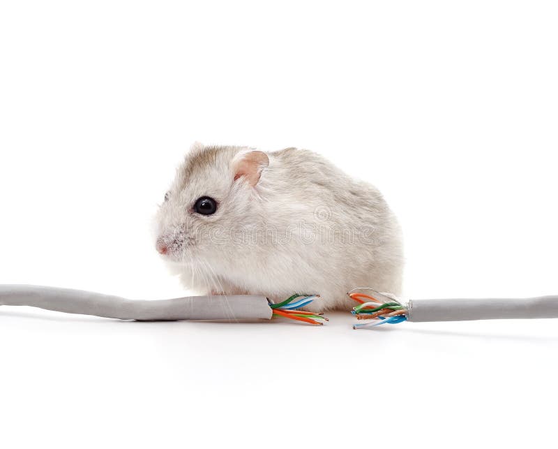 114 House Mouse Cable Stock Photos - Free & Royalty-Free Stock Photos ...