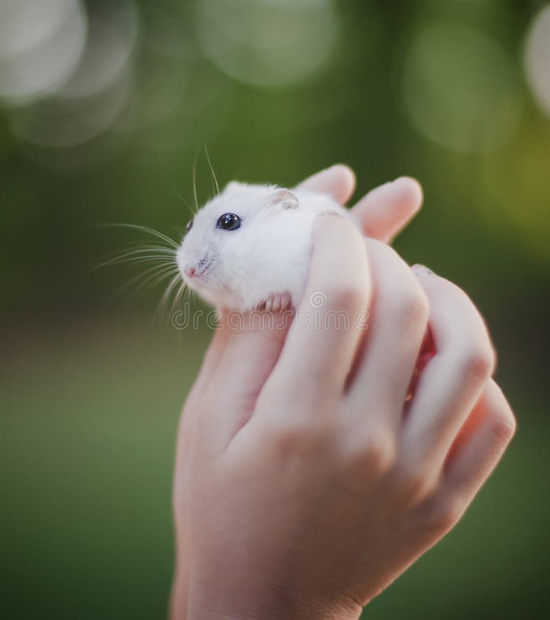 Hamster Blanc Mignon Dans Des Mains Humaines - Fin Image stock - Image ...