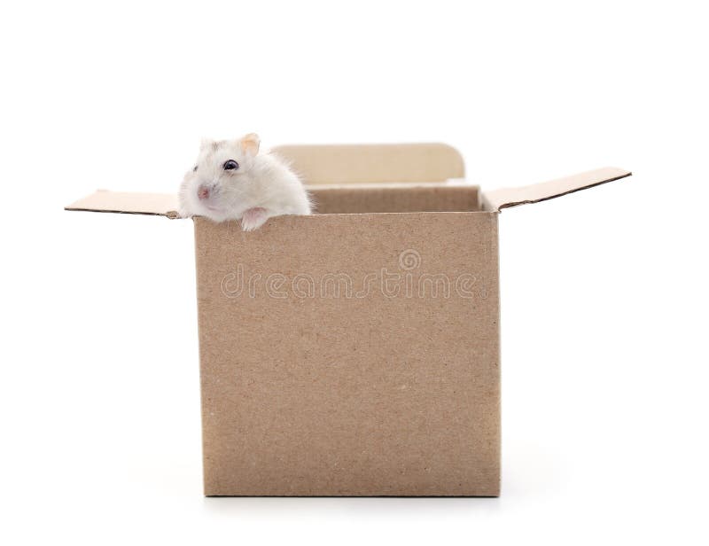 Hamster in the box stock photo. Image of hamster, element - 243308194