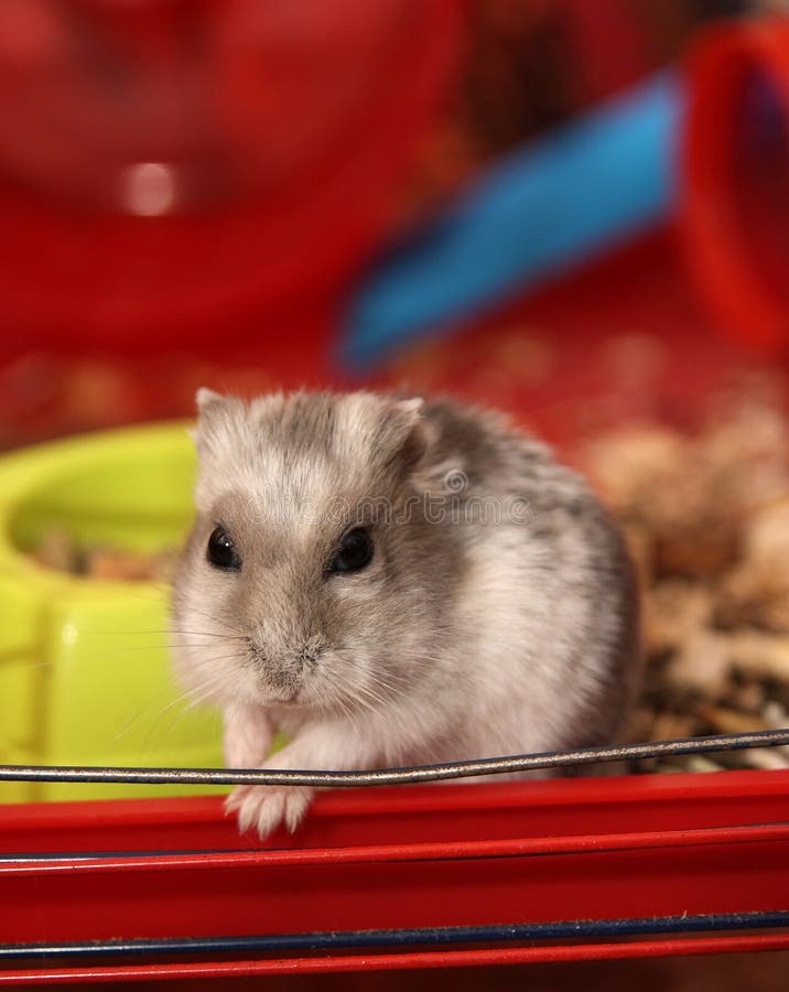 Hamster in Cage stock image. Image of furry, animal, hamster - 21334405