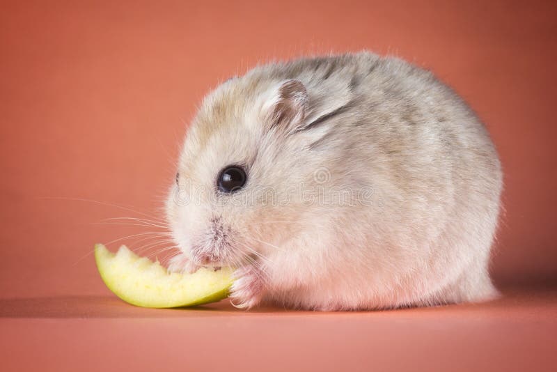Hamster chewing bake stock image. Image of food, length - 49067339