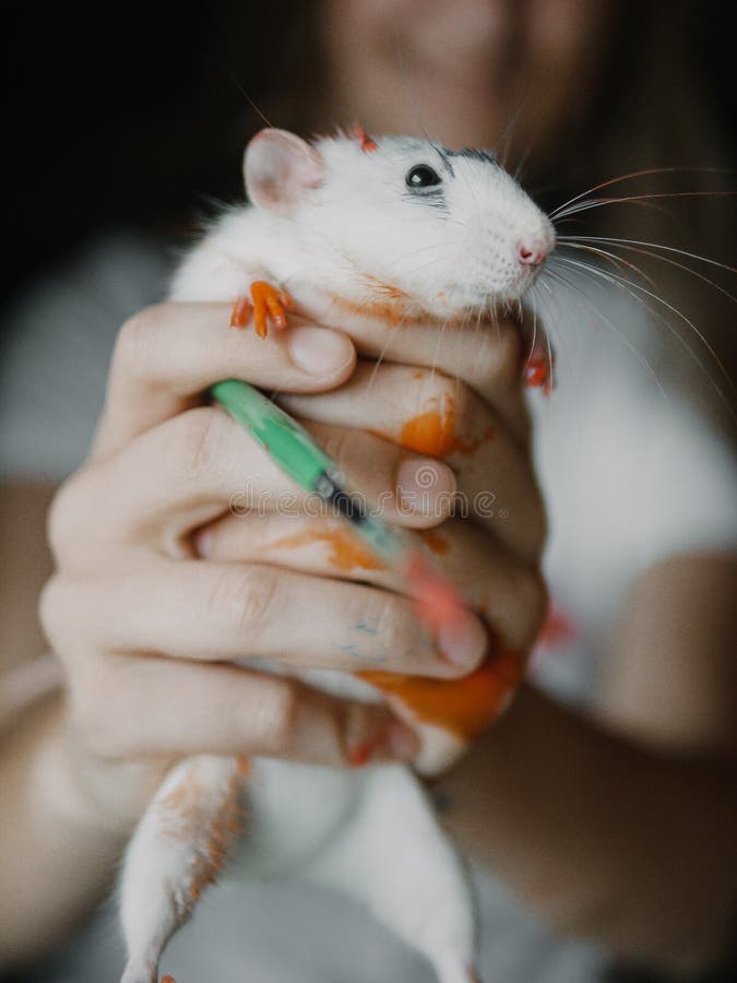 Hamster on child s hand stock image. Image of rodents - 189753635