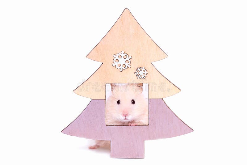 Hamster on a Tree among Flowering Branches Stock Image - Image of ...