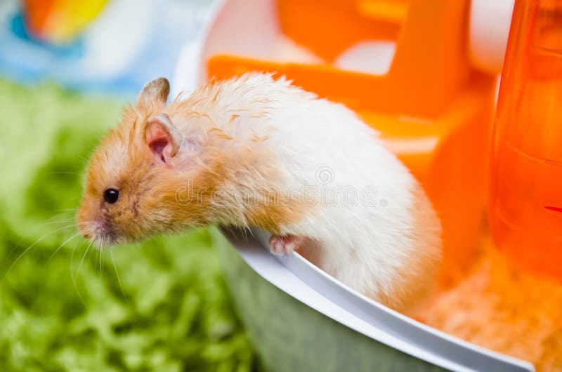 Hamster Climbing Out stock image. Image of furry, pets - 24863337