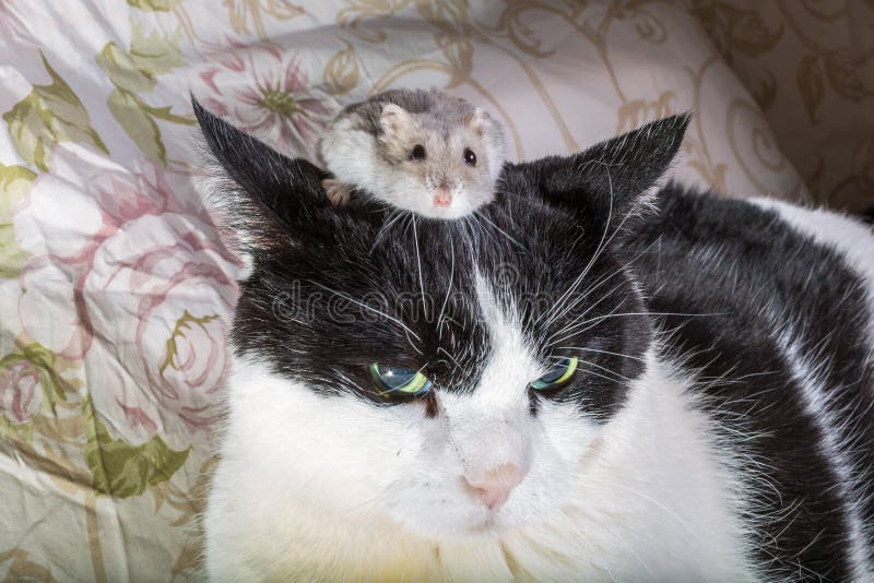 Hamster climbs stock image. Image of hamster, angry, head - 41971443