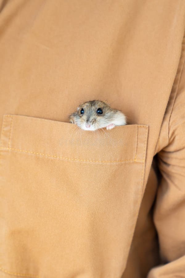 149 Hamster Pocket Stock Photos - Free & Royalty-Free Stock Photos from ...