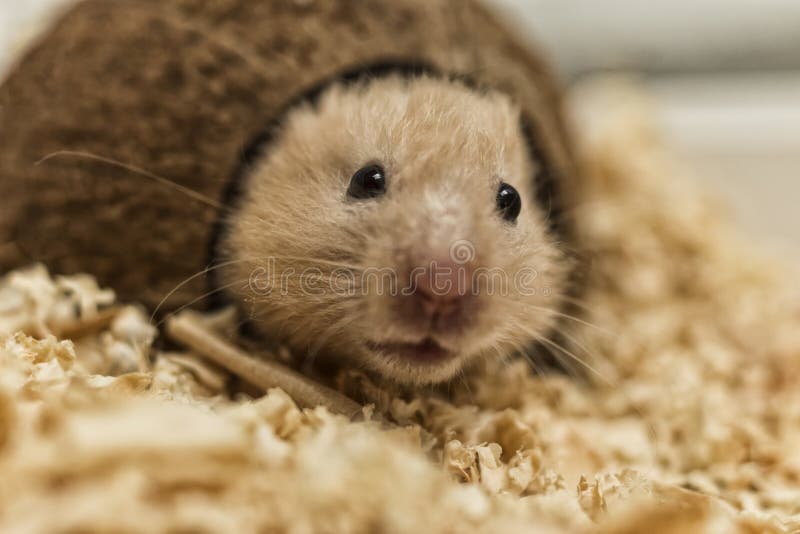 Hamster stock image. Image of mammal, closeup, eyes - 137575359