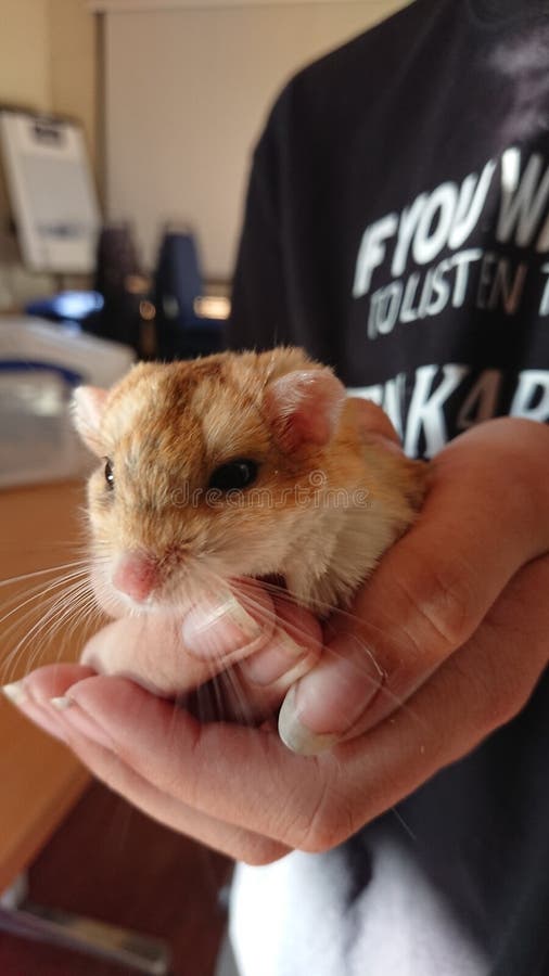 Hamster Cross-ras fotografering för bildbyråer. Bild av whisky - 159142639