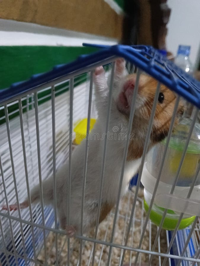 Hamster cute ???? stock image. Image of animal, hamster - 306034367