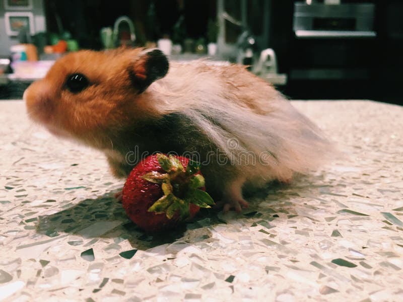 Hamster stock image. Image of male, cute, eating, strawberry - 97481295