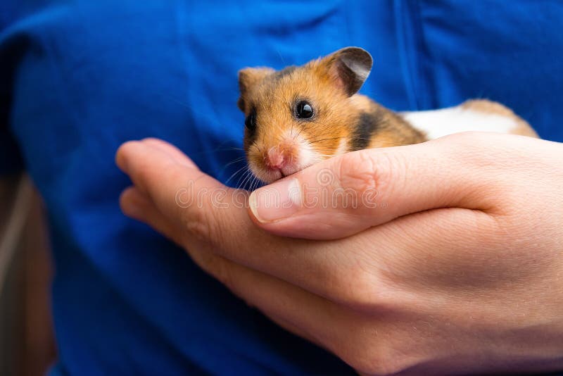 Hamster stock image. Image of woman, nature, horizontal - 75412181