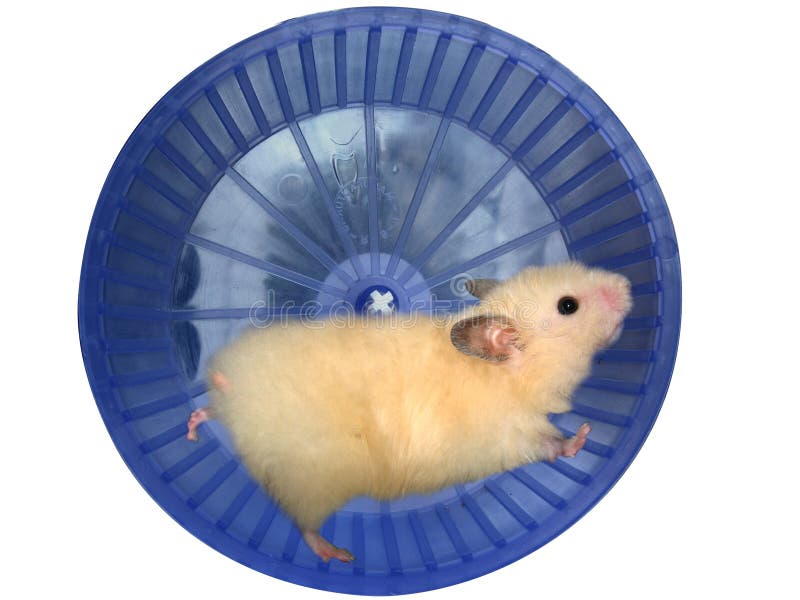 Hamster dans une roue photo stock. Image du domestique - 5329242