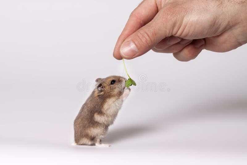 Hamster de Brown photo stock. Image du investigateur - 39158498