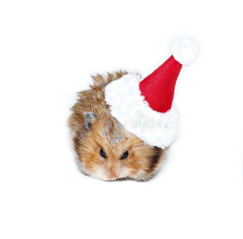 Hamster Brun Heureux Avec La Graine De Citrouille Image stock - Image ...