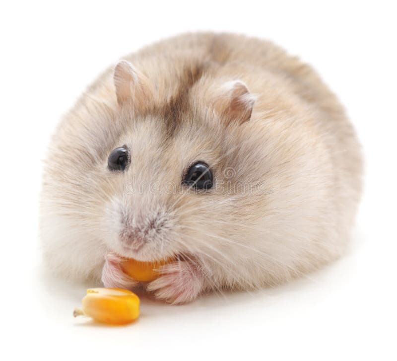 Hamster die eet stock afbeelding. Image of huisdier - 126062513