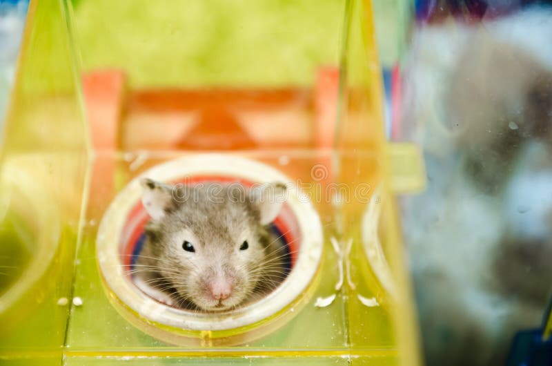 Hamster die uit piept stock foto. Image of harig, doos - 24863424