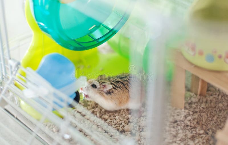 Hamster drinking stock photo. Image of bowl, roborovski - 28122484