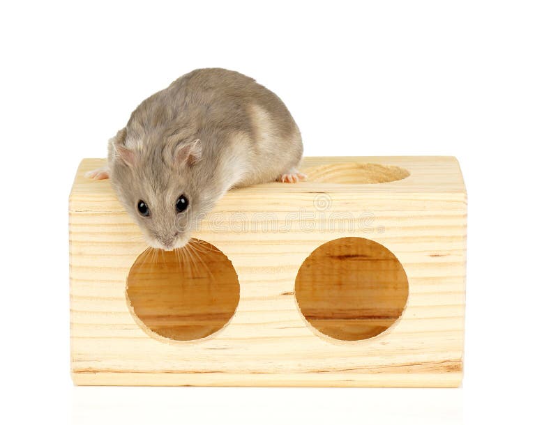 Dwarf Hamster stock image. Image of cuddly, background - 43530375