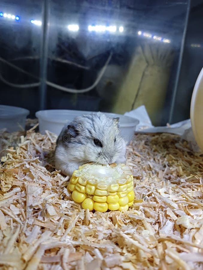 Hamster eating corn stock photo. Image of branch, chipmunk - 249379118