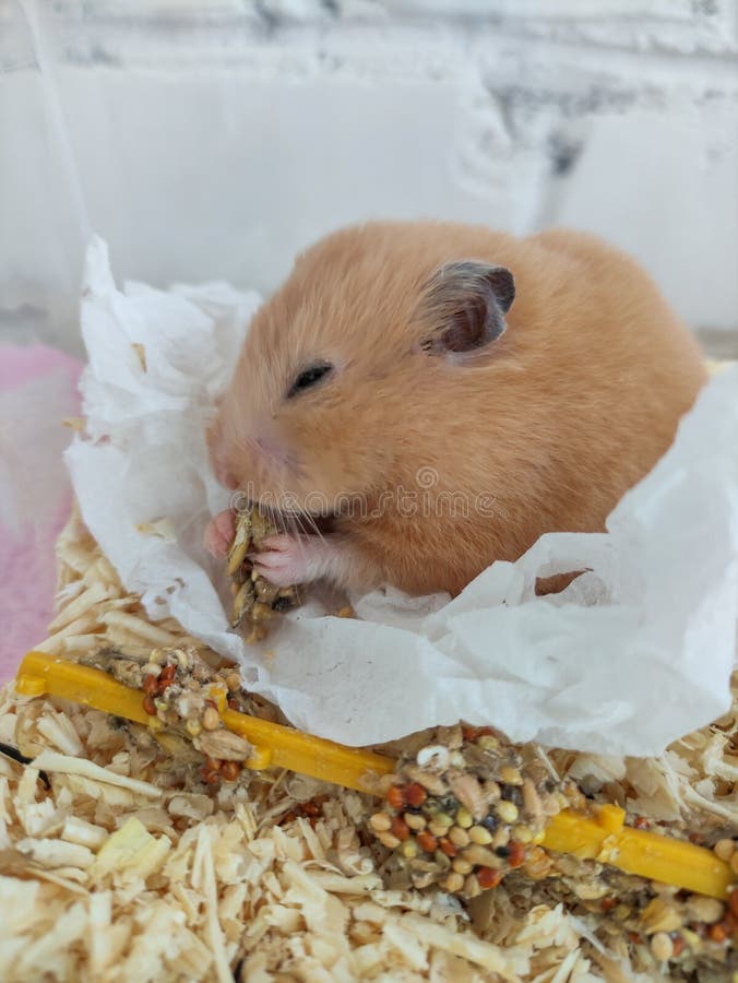 Hamster Eating Food in the Cage Close-up Stock Image - Image of food ...