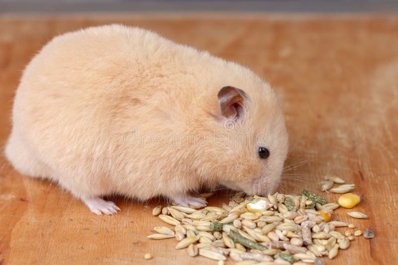 Hamster Eating Seeds Wooden Surface Stock Photos - Free & Royalty-Free ...