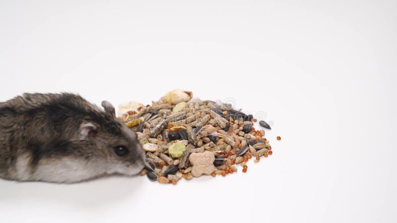 Hamster Eats Feed Granular or Mixture of Seeds on White Background.pet ...
