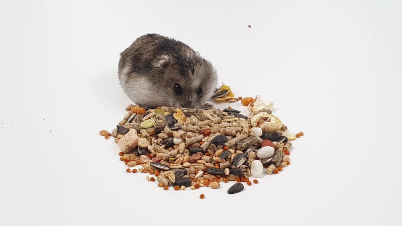 Hamster Eats Feed Granular or Mixture of Seeds on White Background.pet ...