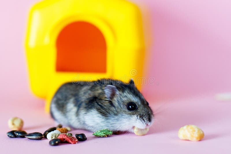 Hamster Eats Feed Near His House on Pink Background Stock Image - Image ...