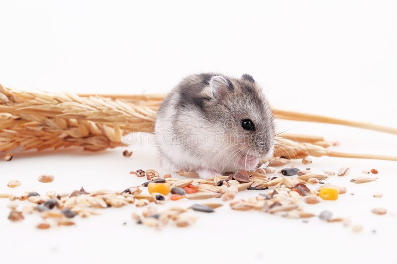 Hamster Eats Forage Environment Ears White B Stock Photos - Free ...