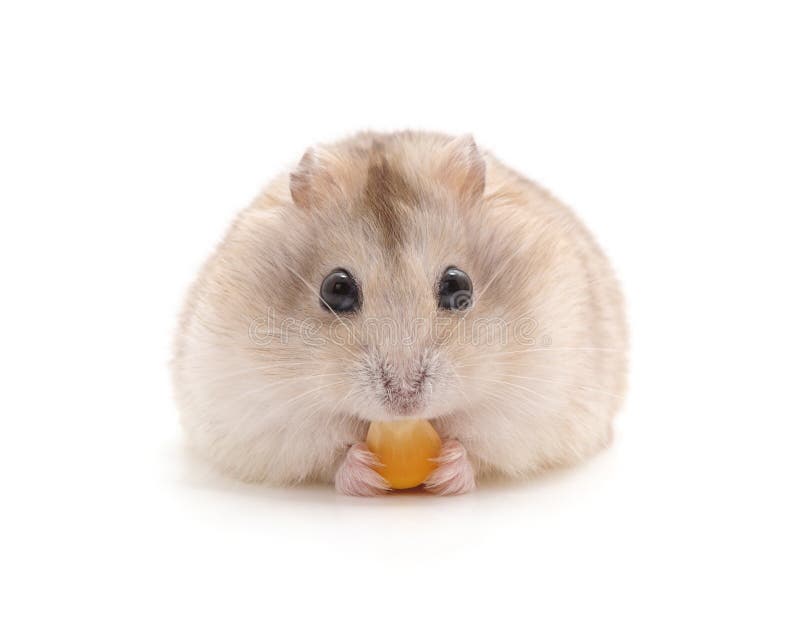 Hamster eats an apple stock photo. Image of syria, funny - 38631376