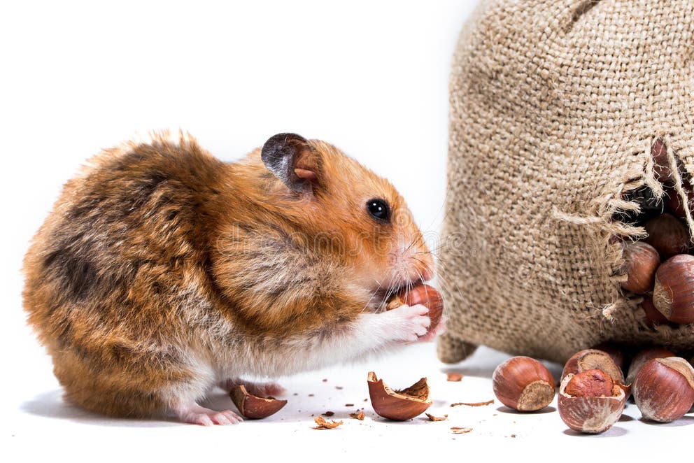 A Hamster Eats Hazelnuts from a Gnawed Bag of Nuts Stock Image - Image ...