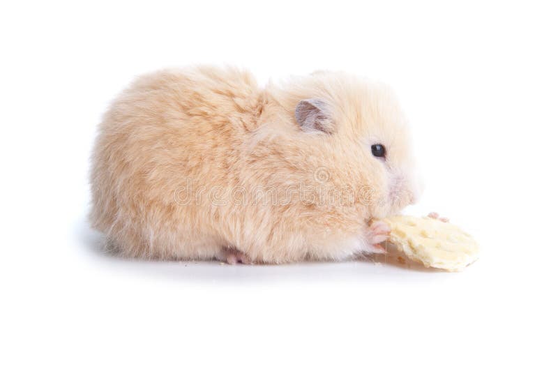 Hamster eats an apple stock photo. Image of syria, funny - 38631376