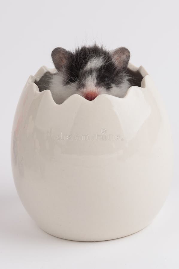 114 Hamster Egg Stock Photos - Free & Royalty-Free Stock Photos from ...
