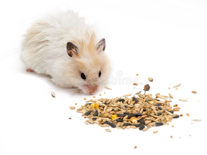 Hamster de textures photo stock. Image du syrien, mammifère - 6767746