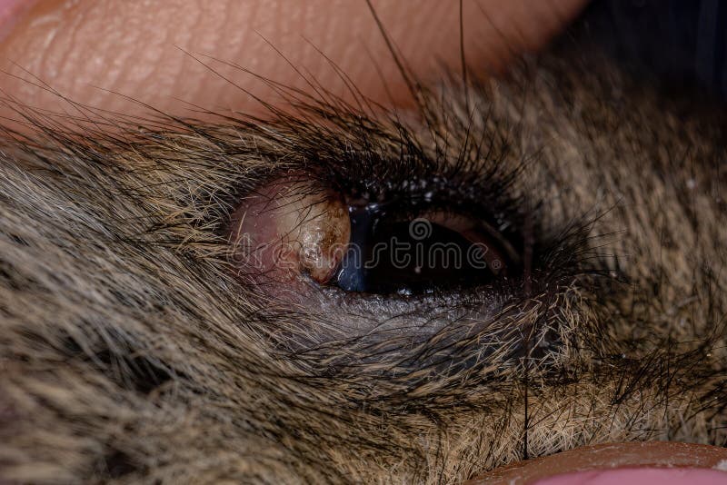 Hamster with Eyelid Abscess Stock Image - Image of animal, brown: 235303807
