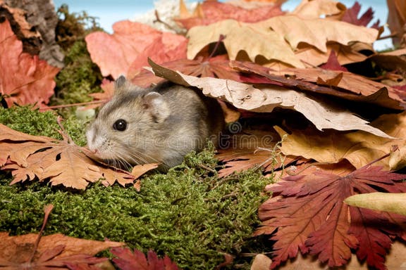 Hamster in the fall stock photo. Image of pest, fall - 11492368