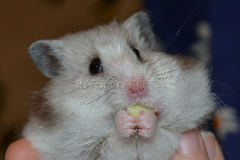 Hamster, Hamster Food, Hamster in Hands Stock Image - Image of hand ...