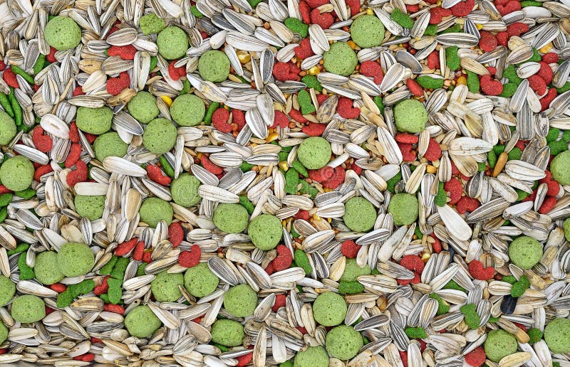 Hamster with food stock image. Image of crop, nose, animal - 26272265