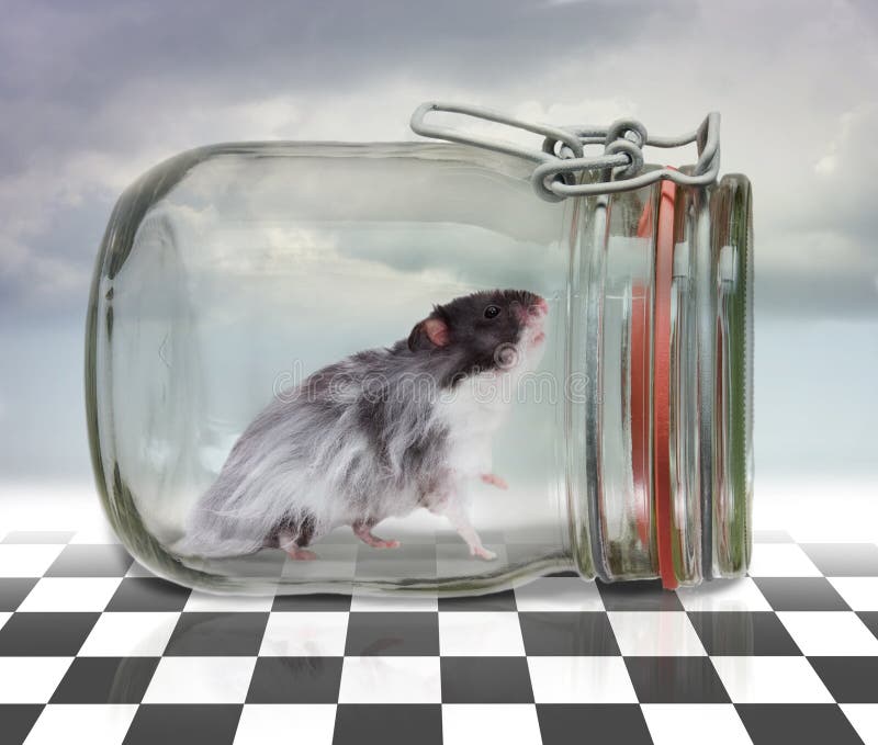 Hamster in a glass stock image. Image of small, vigilant - 37567729
