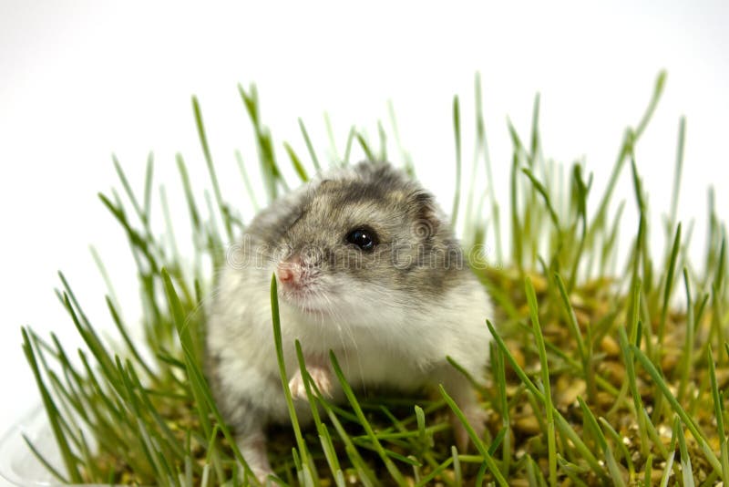 1,469 Hamster Grass Photos - Free & Royalty-Free Stock Photos from ...