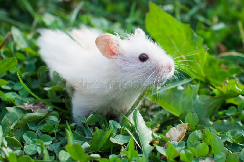 Hamster in the grass stock photo. Image of pets, outdoors - 29060644