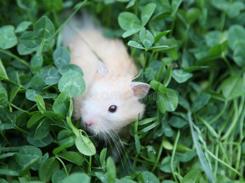 1,409 Hamster Grass Photos - Free & Royalty-Free Stock Photos from ...