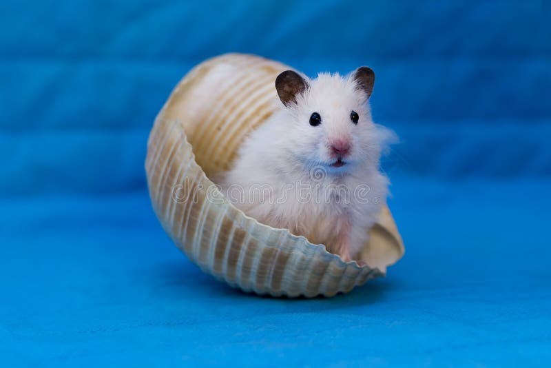 112 Sea Hamster Stock Photos - Free & Royalty-Free Stock Photos from ...